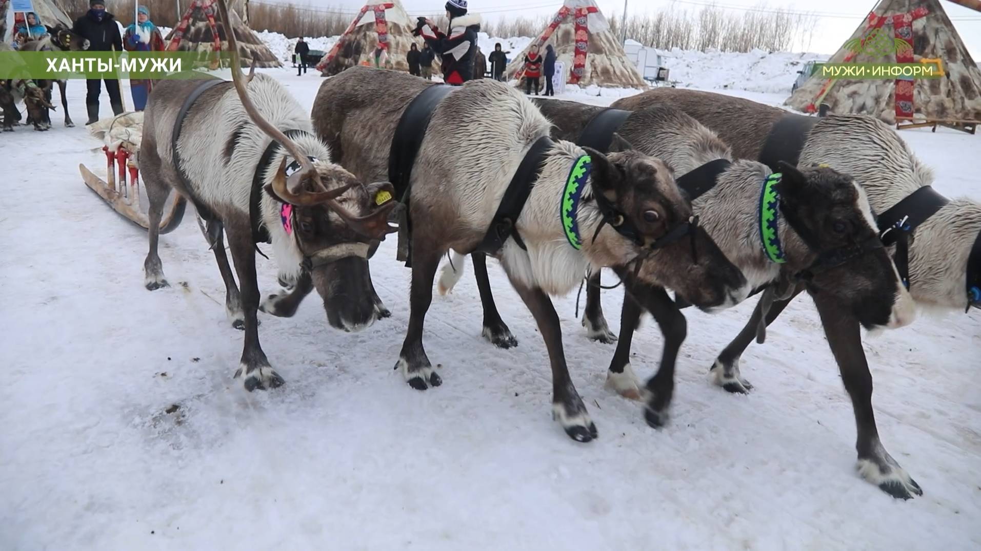 Специальный репортаж «День оленевода 2025»