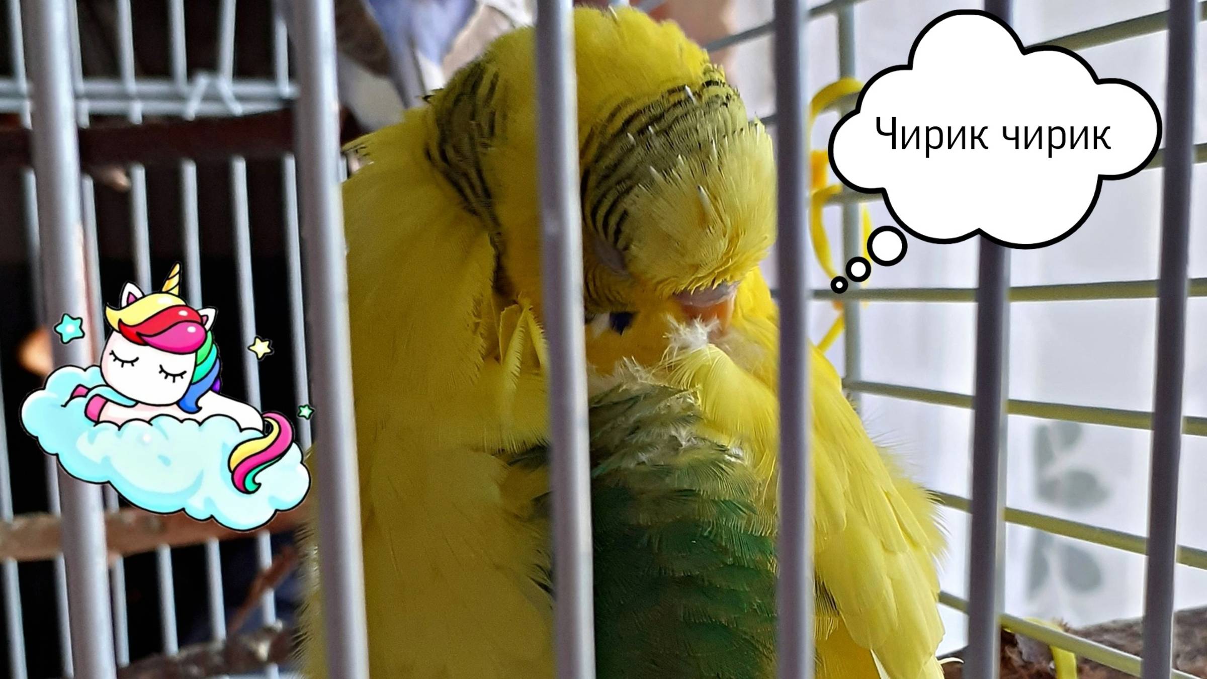 ПОПУГАЙ СПИТ И ОДНОВРЕМЕННО ЧИРИКАЕТ?! Попугаю наверно снится хороший сон) Сон попугая #попугай