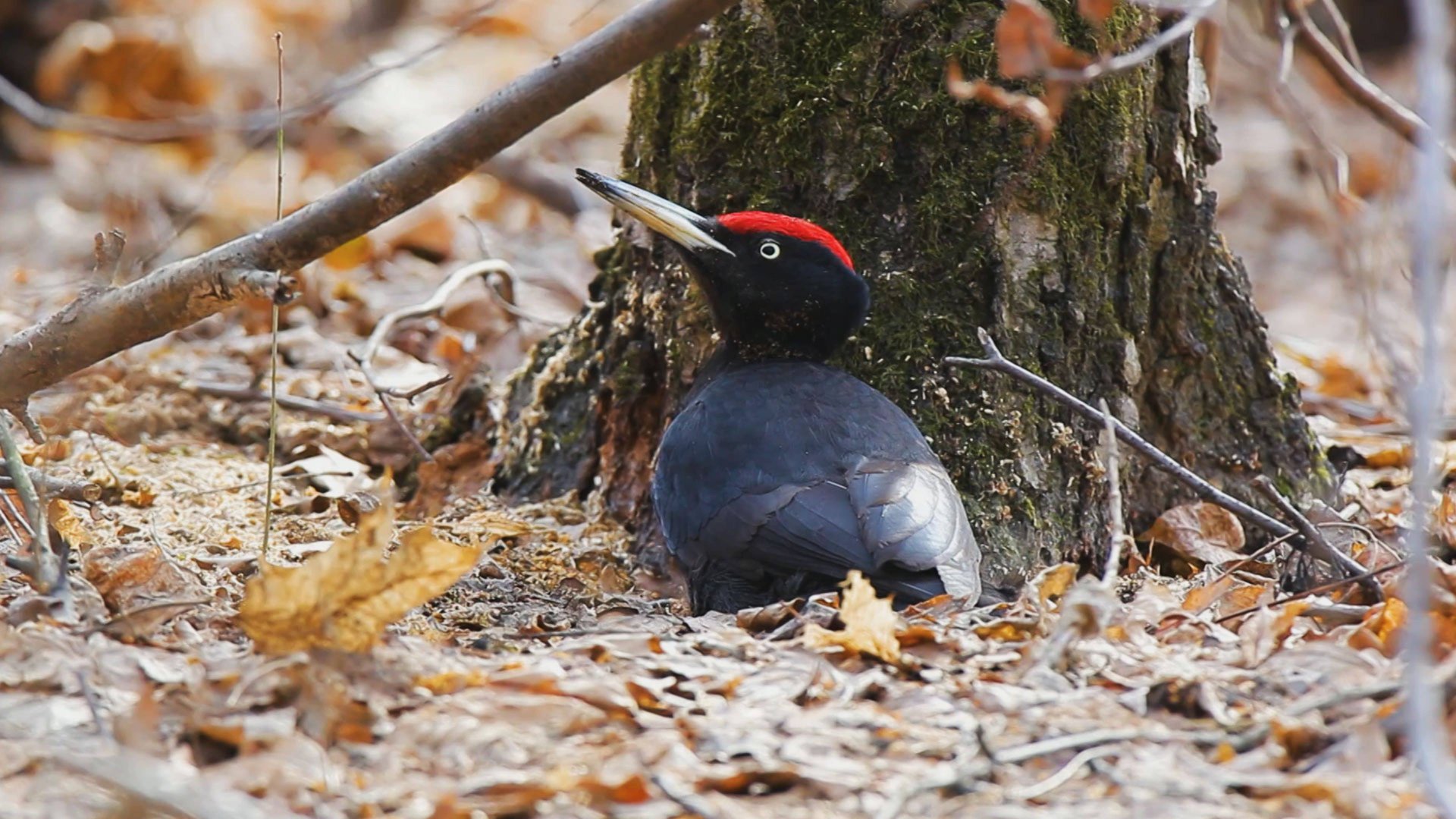 Все в лес: дятлы