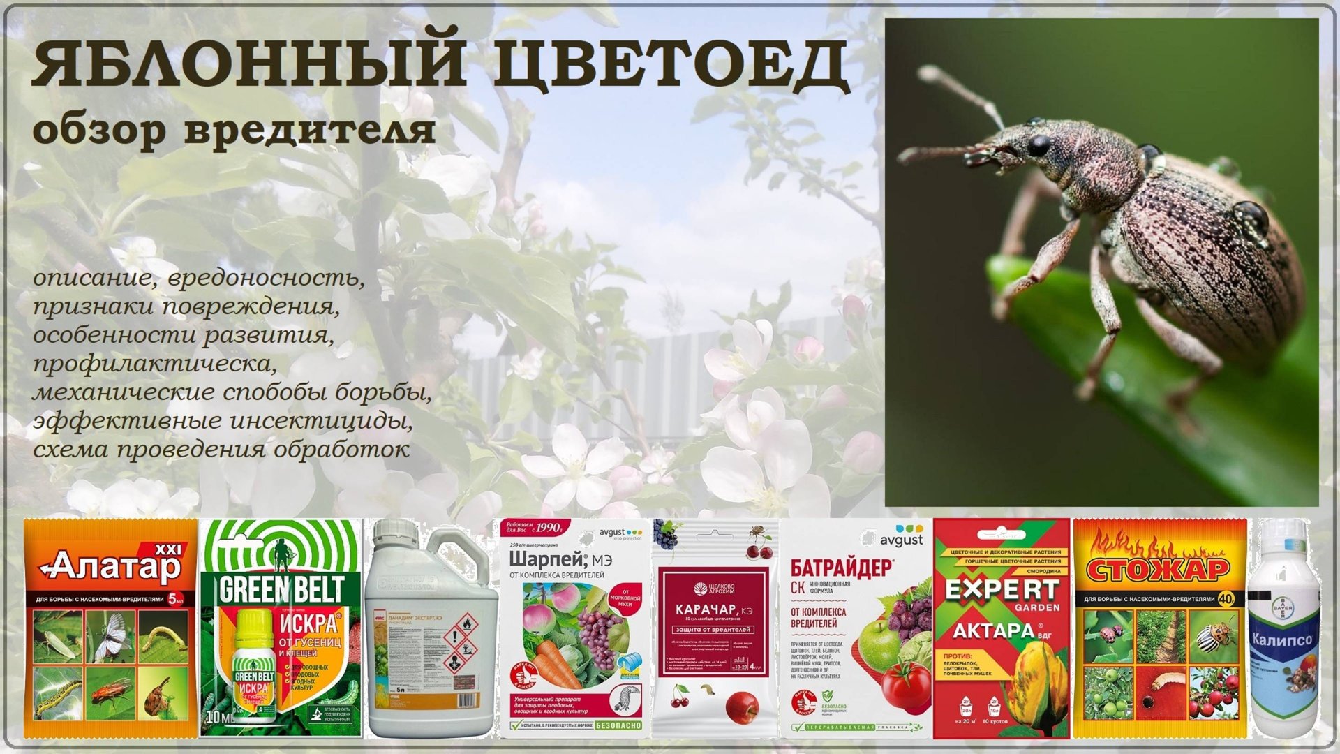 Яблонный цветоед - обзор вредителя: описание, меры профилактики, средства борьбы, схема обработок