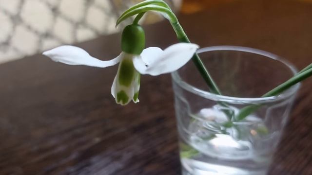 Разные галантусы Эльвеза (сеянцы)