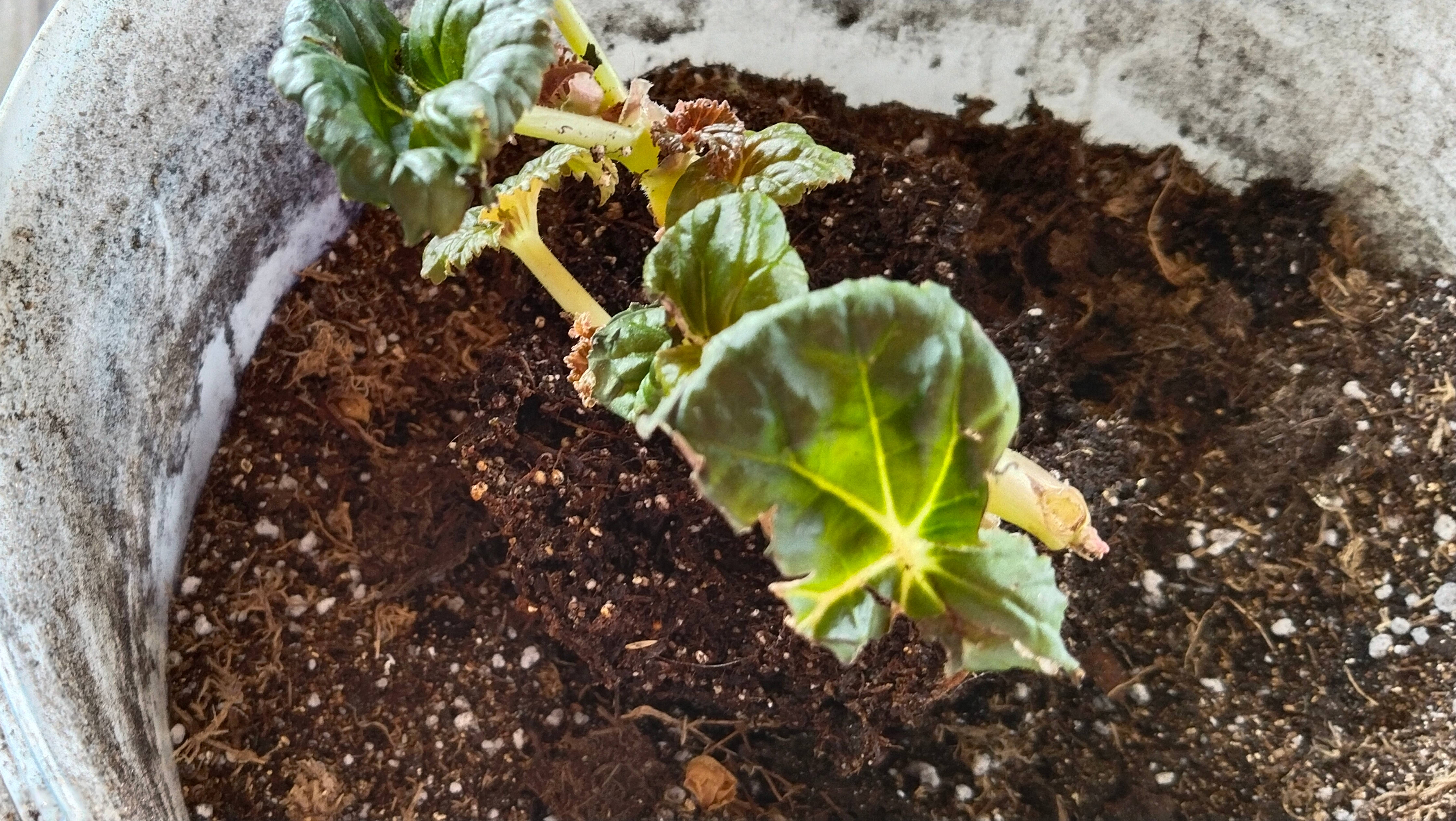 Выращиваю бегонии. Обзор на 28 марта 2025