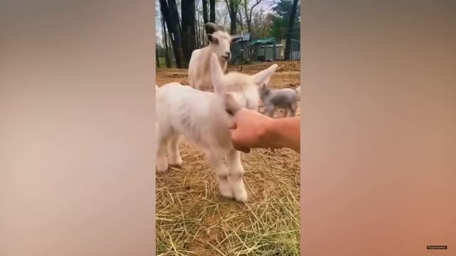 Пушистые смешавки.17