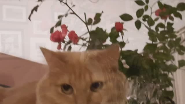 Дункан и Маркус. История двух котов. Дуня - актер