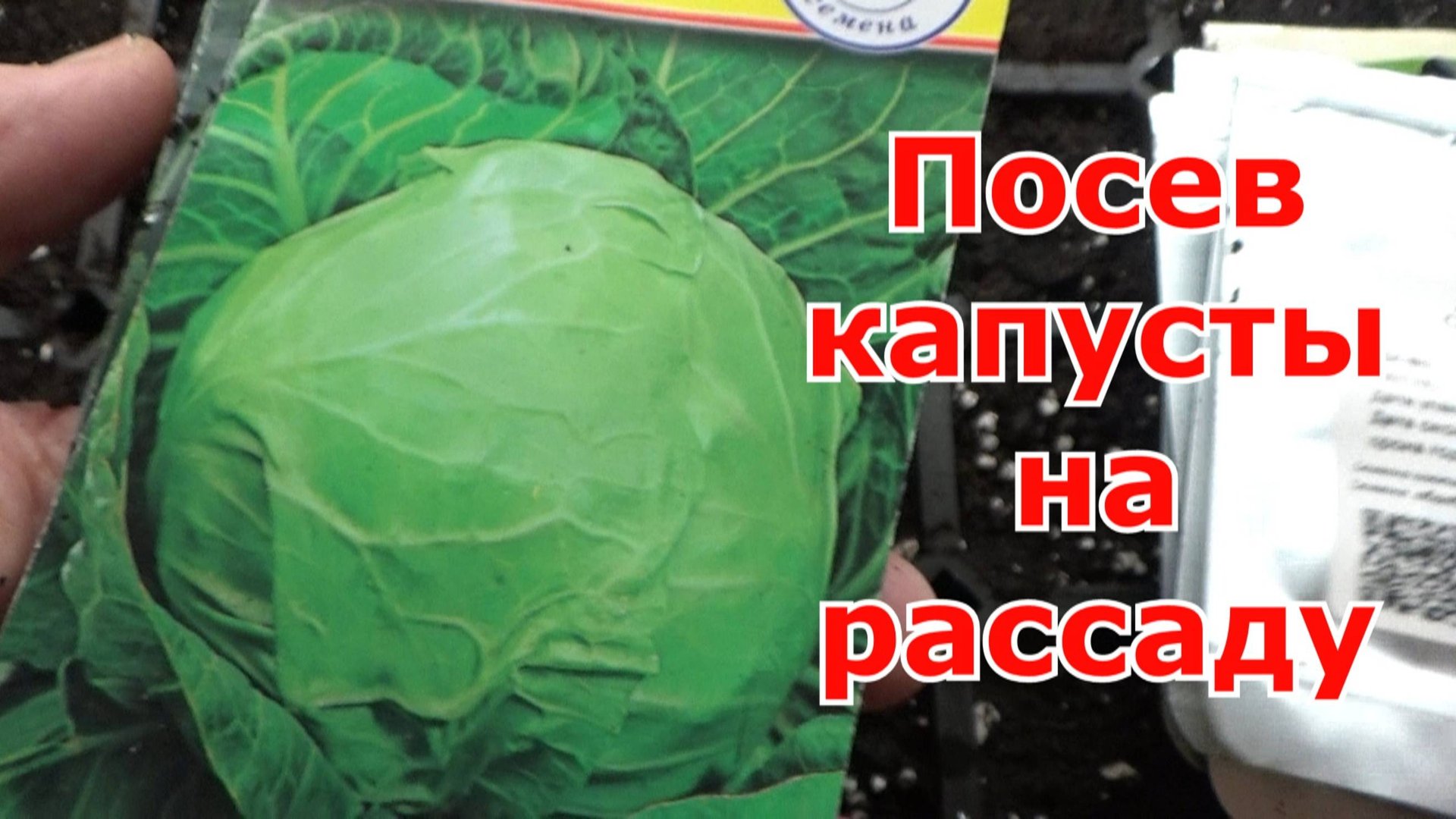 Посев семян капусты в кассеты на рассаду. Какие сорта и виды капусты выбрала на этот год.