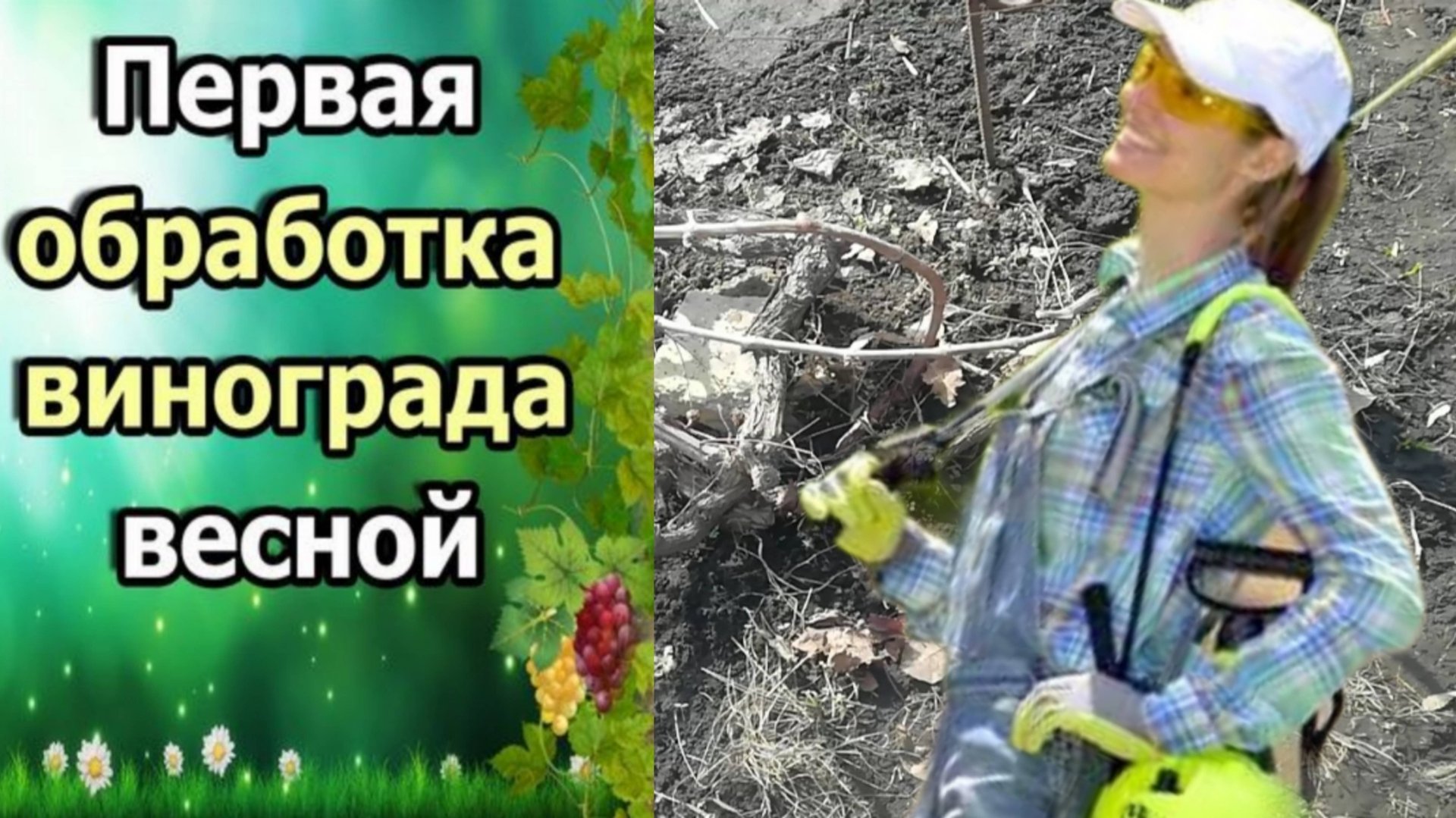 Первая обработка винограда весной