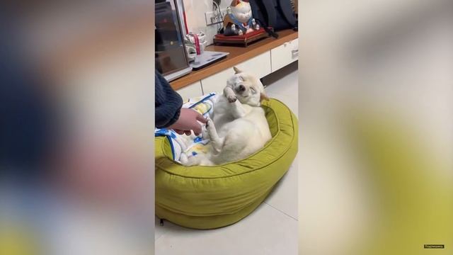 Пушистые смешавки.18