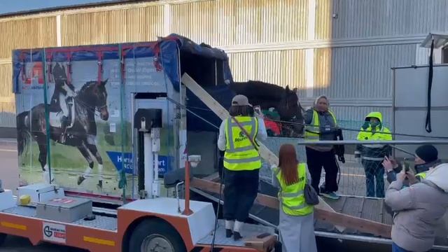 Авиакомпания «Авиакон Цитотранс» перевезла из Дубая в Москву спортивного скакуна