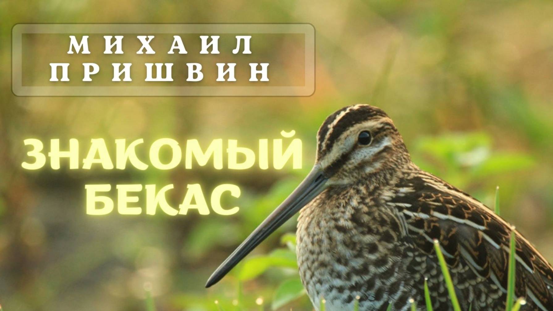 Михаил Пришвин Знакомый бекас. Рассказы о животных и природе.