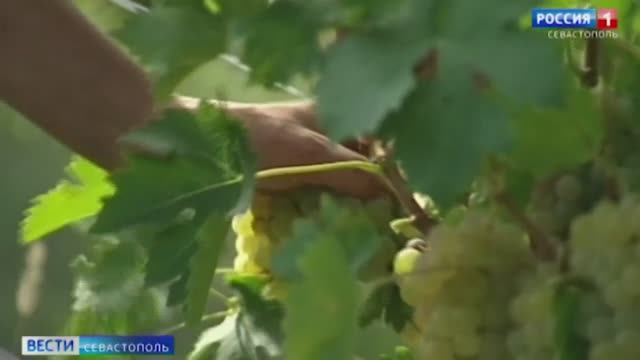 Цифровое земледелие 2025 | Вести 92 | В Севастополе виноградари начали использовать ИИ