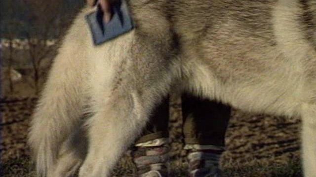 Сибирская лайка