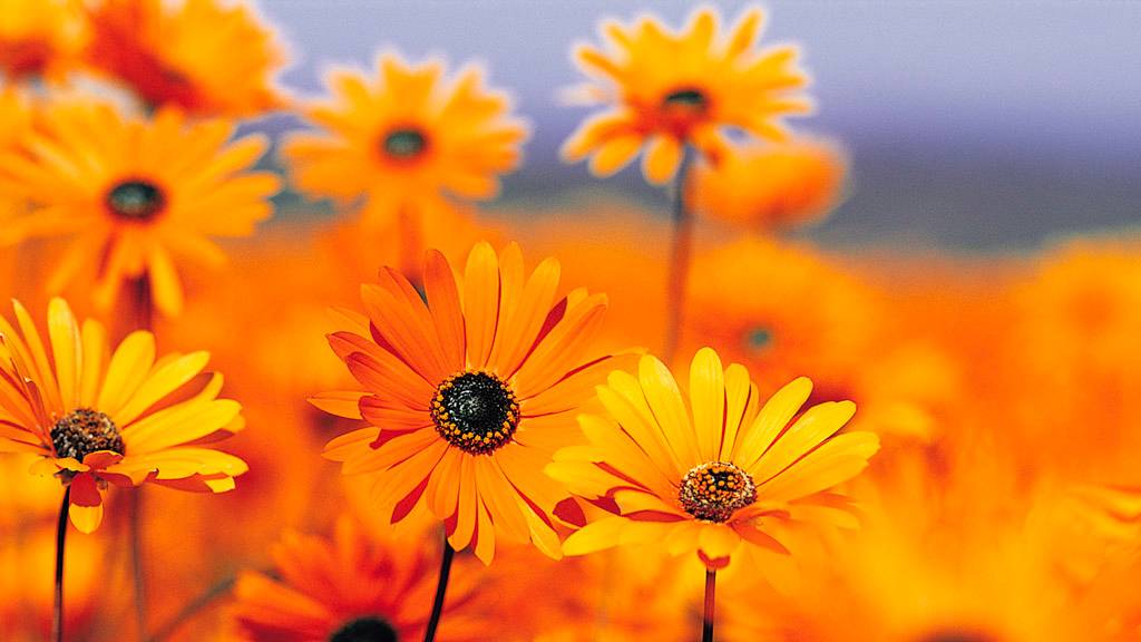 Цветы на скалах_ А.Баранов.Л.Кичигина Авторская песня