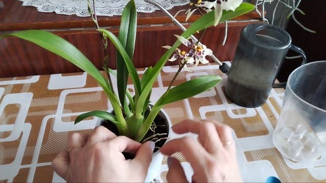 Орхидея Брассия, подарок от дочери 💞