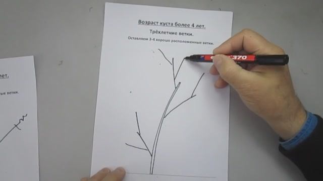 Схема обрезки чёрной смородины