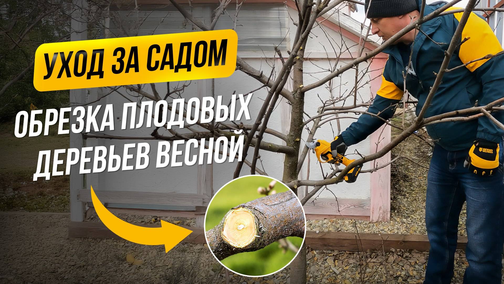 Правильная обрезка плодовых весной. Показываем на примере яблони