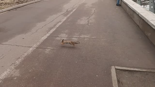 Белка