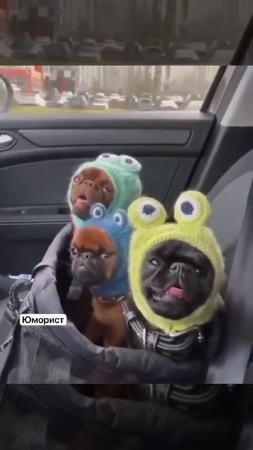 Когда забрал с гулянки жену и ее подруг😄