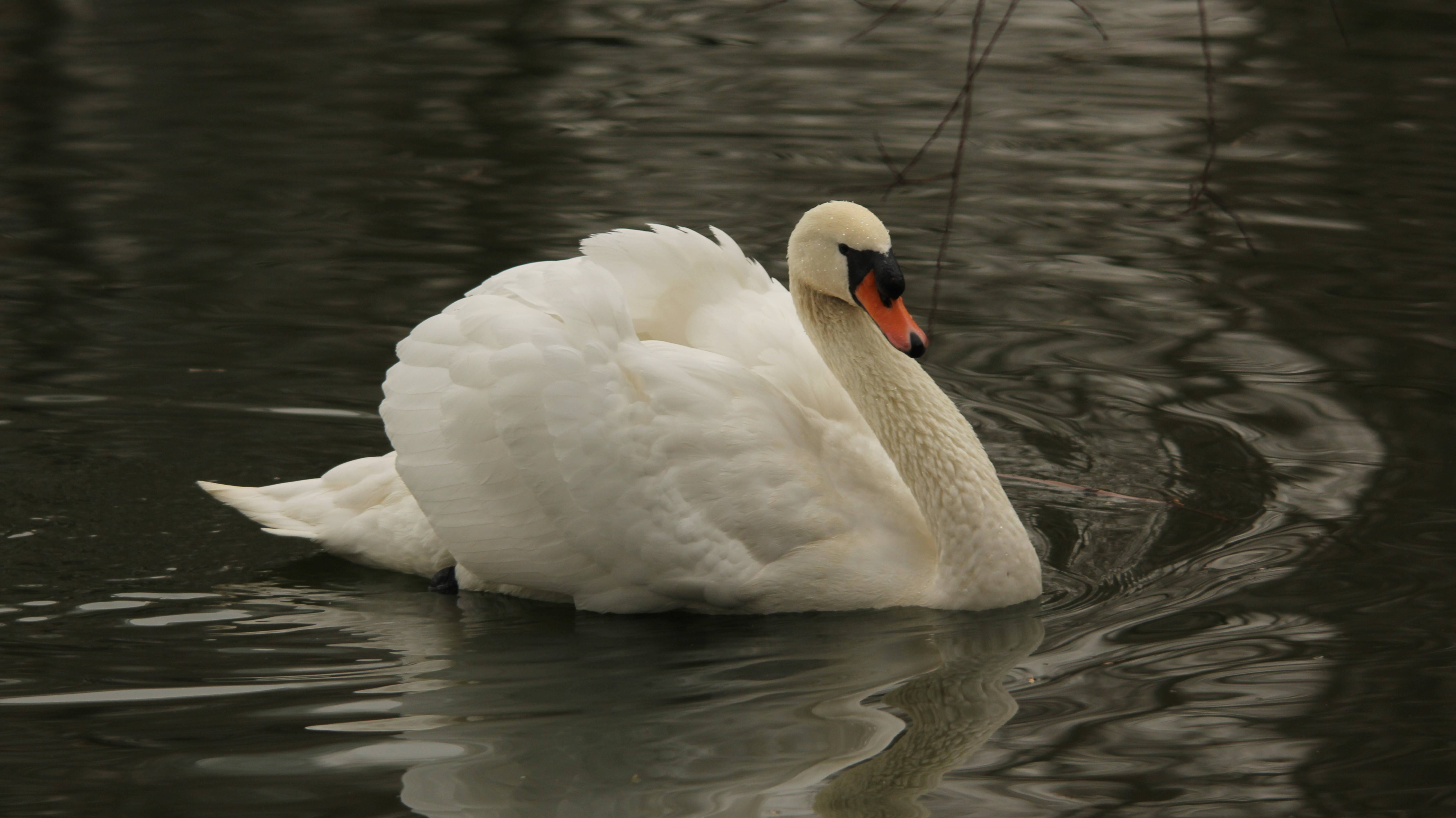 23.03.2025, Софья Розенфельд, Лебеди, гуси и казарки в Арктике и на пути к ней. Часть-2