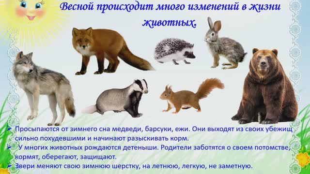 Весна в мире  диких животных