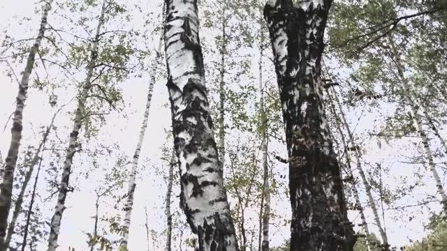 Шум листвы в лесу