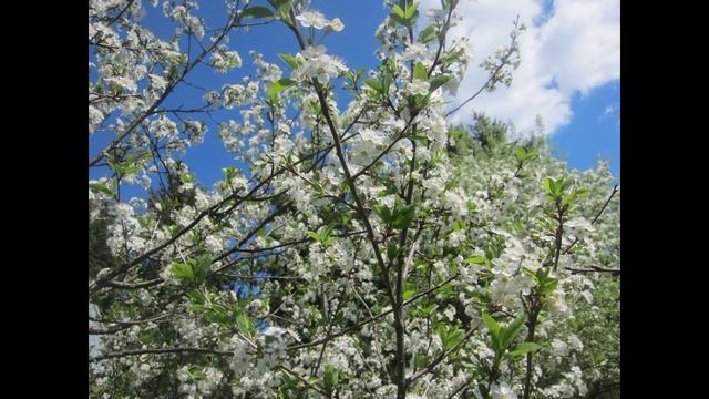 Поселилась грусть стихи Евгений Никитин муз исп Надежда Коваленок фото видео Татьяна Талызина