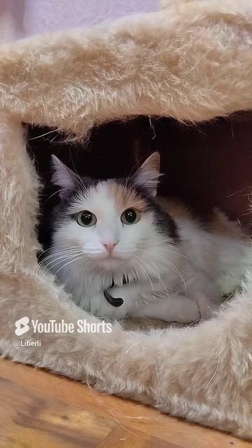 Просто посмотрите на её глаза. #кот #котики #животные #смешно #клыкитьмы