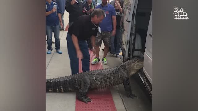 Смешные животные подборка / Сборник смешных видео про животных 4