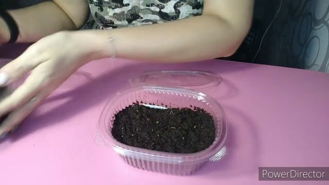 Петуния взошла. А дальше? Снег или вода - результат эксперимента.