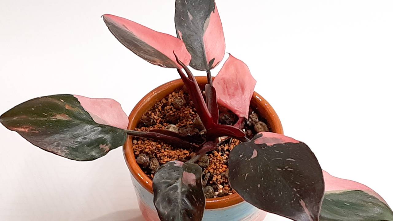 Филодендрон Розовая принцесса  Pink Princess