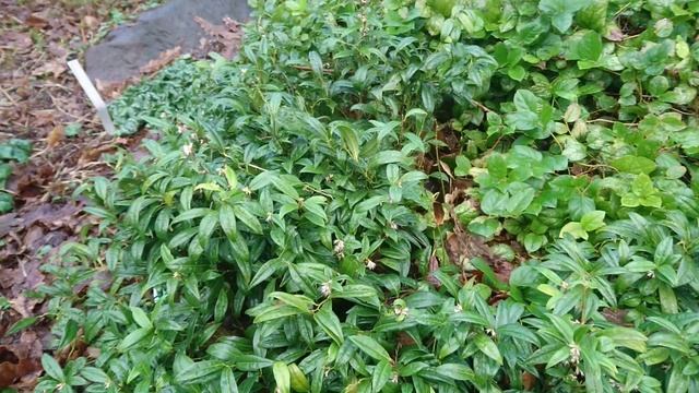 Саркококка Хукера (Sarcococca hookeriana), ботанический сад Орхус, Дания