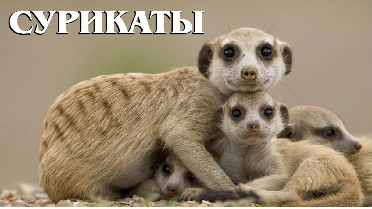 Контактный зоопарк zooland Сурикаты  (Suricata suricatta)