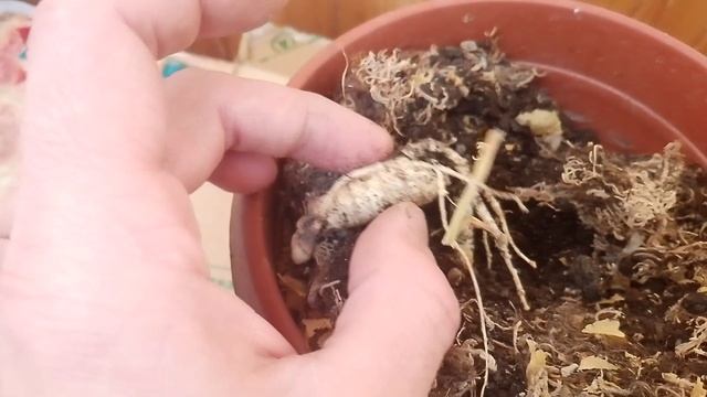 МАРТОВСКИЙ ЖЕНЬШЕНЬ