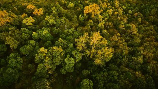 ОХОТА С ПЛЕМЕНЕМ ХАДЗА В ТЕЧЕНИЕ 1 ДНЯ! - ОНИ ЕДЯТ СЫРОЕ МЯСО, ЧТОБЫ ВЫЖИТЬ! - Д