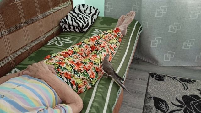 гуляет по бабушке