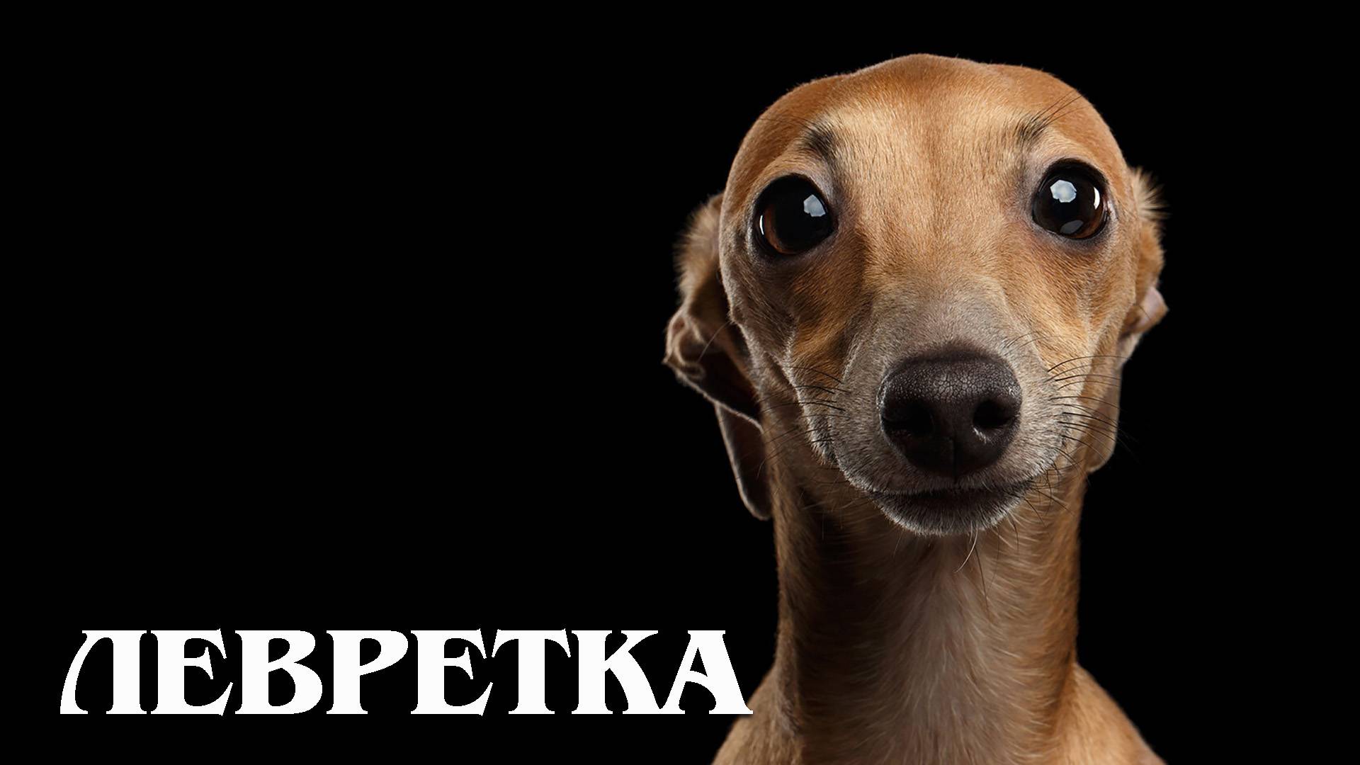 Левретка: Итальянская борзая | Интересные факты про левреток