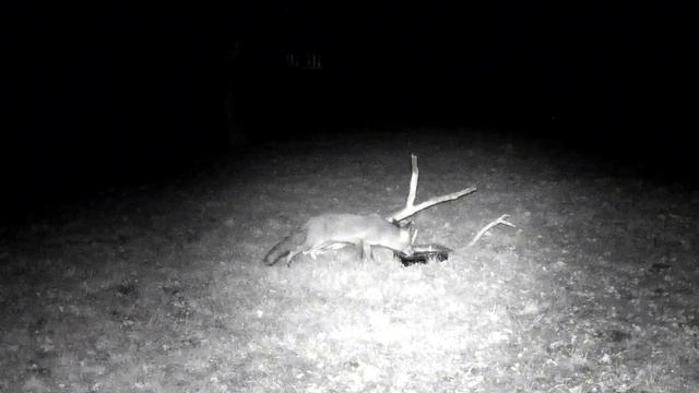 Крик леденящий кровь...