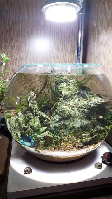 Аквариум для петушка поумнел