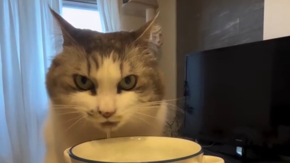 Сборник мэмов