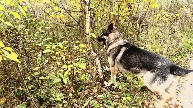 Готовим ветки для веника