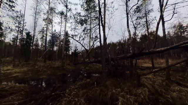 полезное дерево