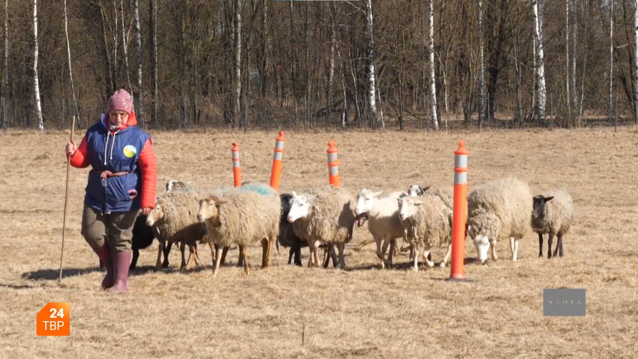 Пастушьи собаки | Элита