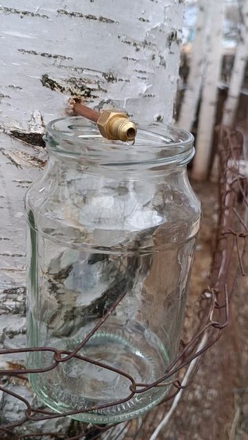 Березовый сок