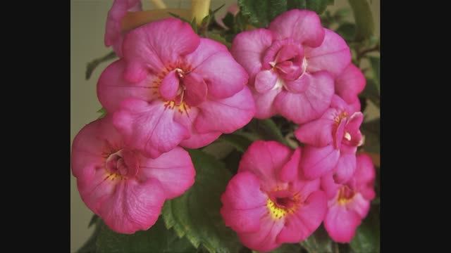 РАСПАКОВКА ПОСЫЛКИ С АХИМЕНЕСАМИ. Какие пришли сорта. #ахименесы #посылка #комнатныецветы#распаковка