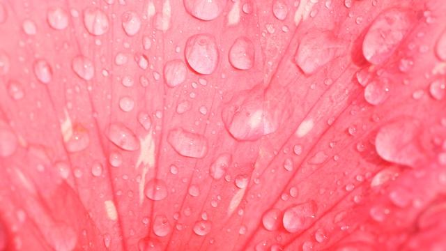 855408-hd_1920_1080_25fps