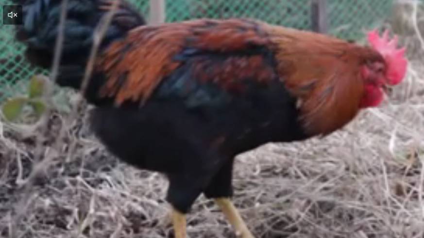 Петух первый день на воздухе после зимы