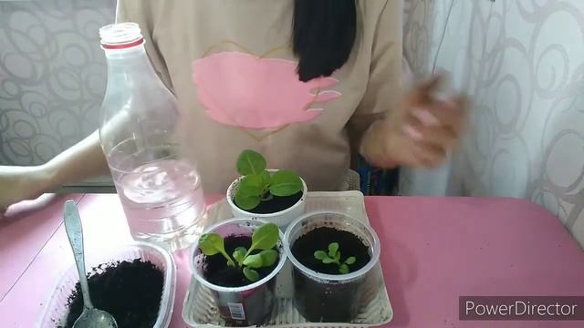 Как развивается рассада петунии от 14 февраля (сейчас середина апреля).