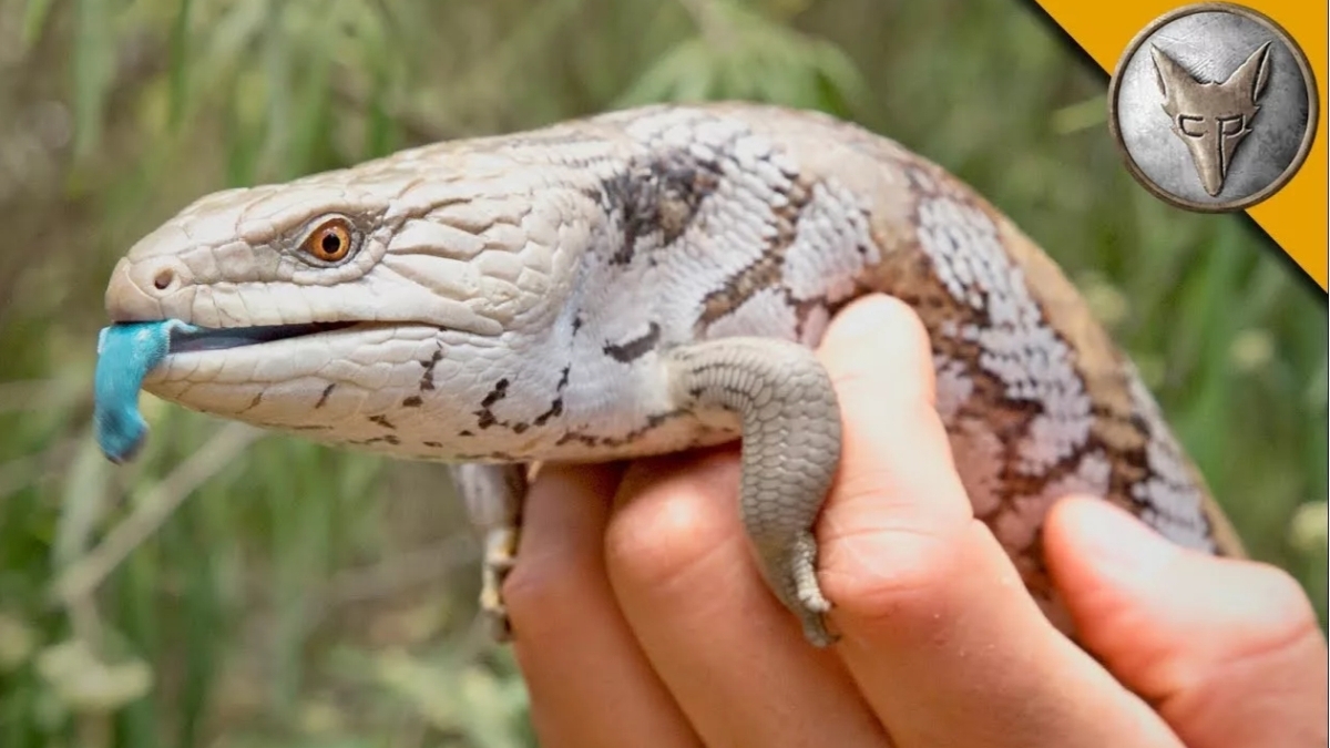 Контактный зоопарк Zooland Синеязыкий Сцинк - Tiliqua scincoides scincoides