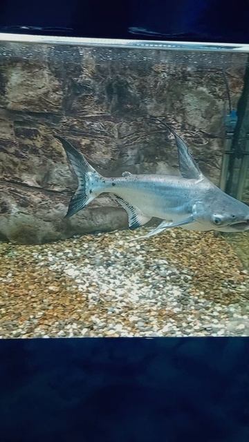 Акулий сом!