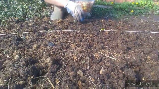 Как я сажаю ЛУК. 7 мая. Ивановская область