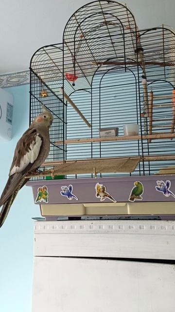 Чика-птичка